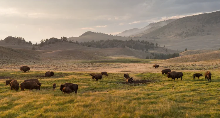 Greater Yellowstone Coalition