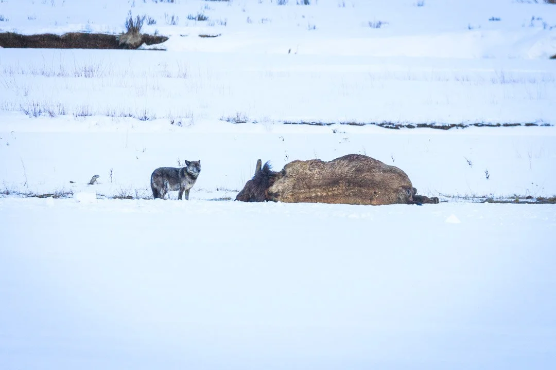 Finding the wild wolves of Yellowstone — Greater Yellowstone Coalition
