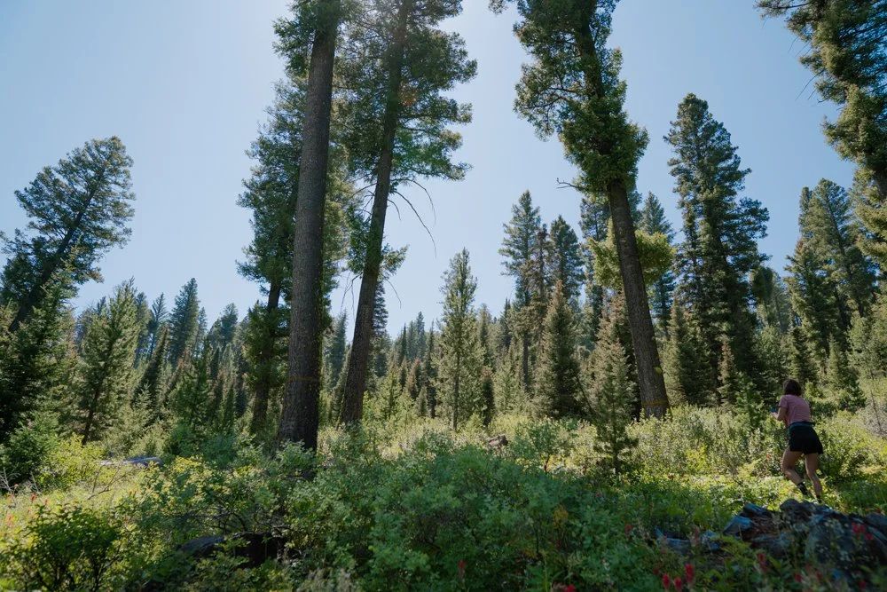 Federal court throws out Kilgore Project approval — Greater Yellowstone ...