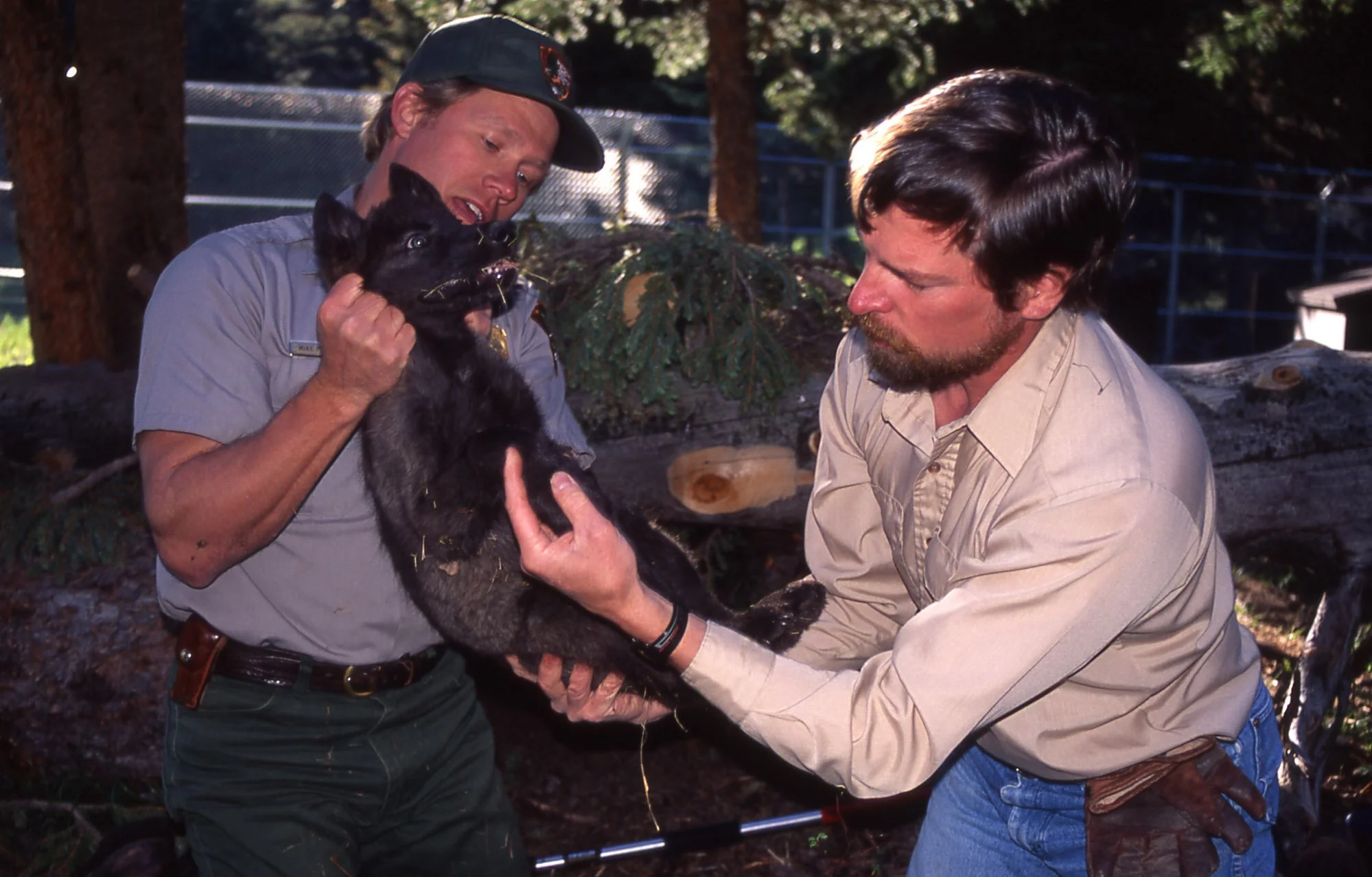 A Timeline of the Yellowstone Wolf Reintroduction — Greater Yellowstone ...