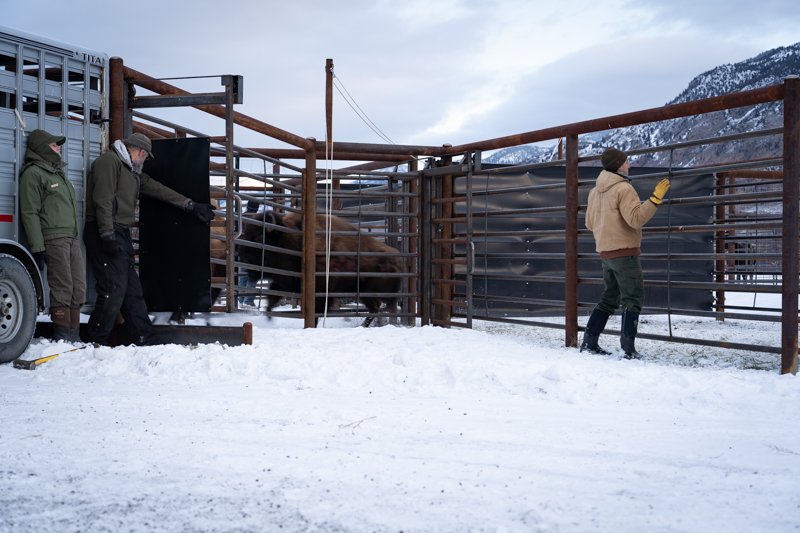 Restoring bison to Tribal lands: Largest Yellowstone bison transfer a ...