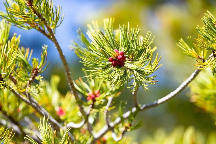 Whitebark Pine: A Grizzly Bear's Superfood — Greater Yellowstone Coalition