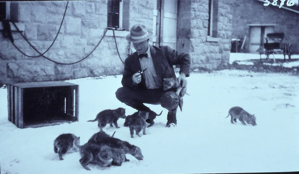 A Timeline of the Yellowstone Wolf Reintroduction — Greater Yellowstone ...