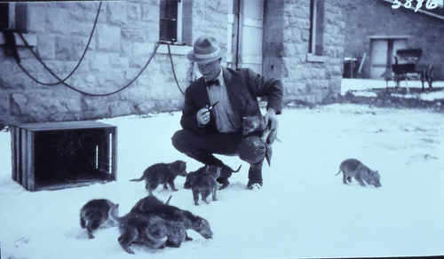 A Timeline of the Yellowstone Wolf Reintroduction — Greater Yellowstone ...