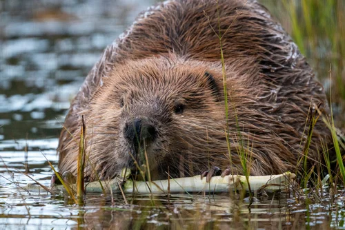 More Than Just Dams: Beavers Give River Systems a Boost — Greater ...