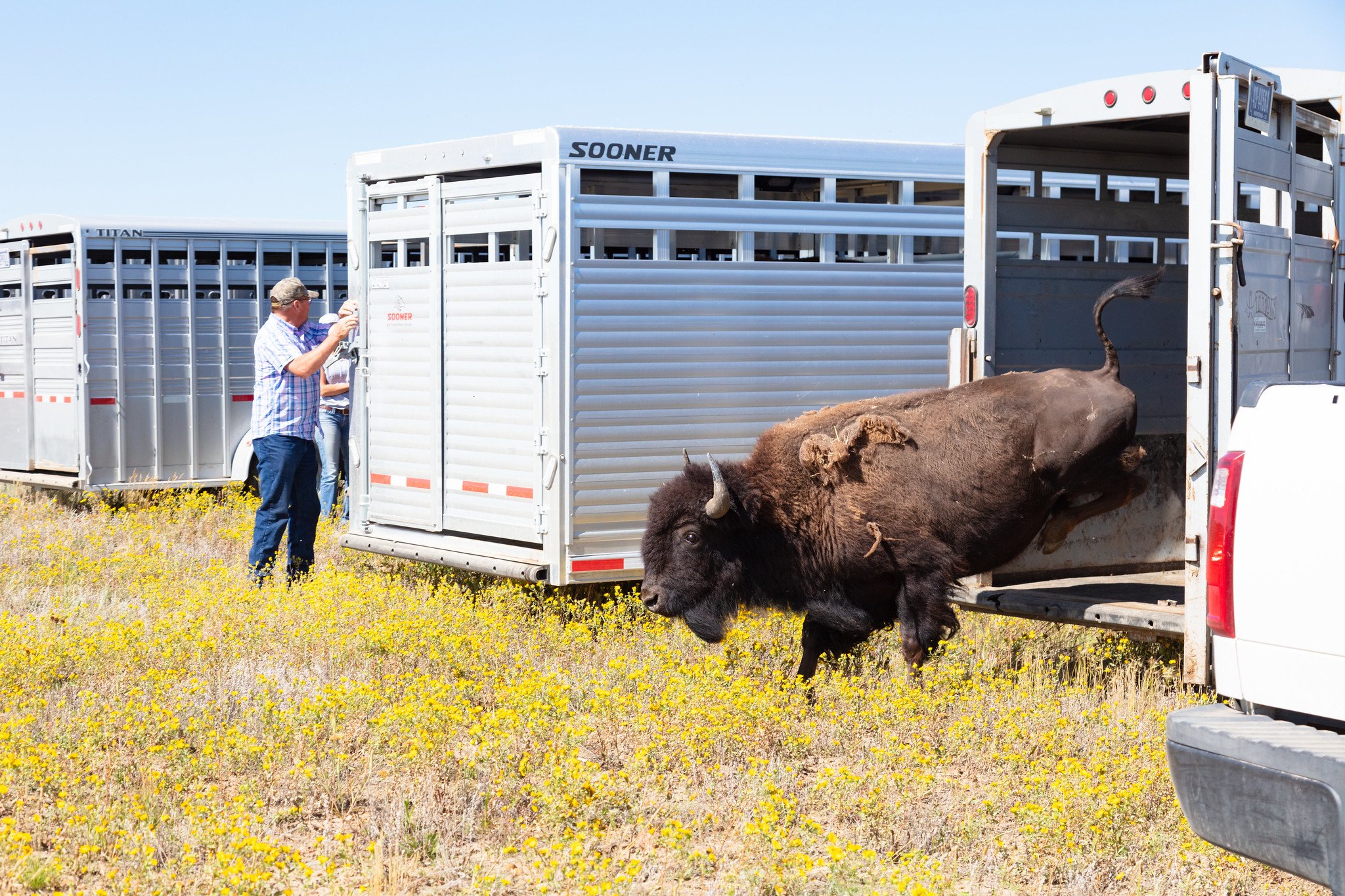 Conservation Wins in Greater Yellowstone | Success Stories & Major ...