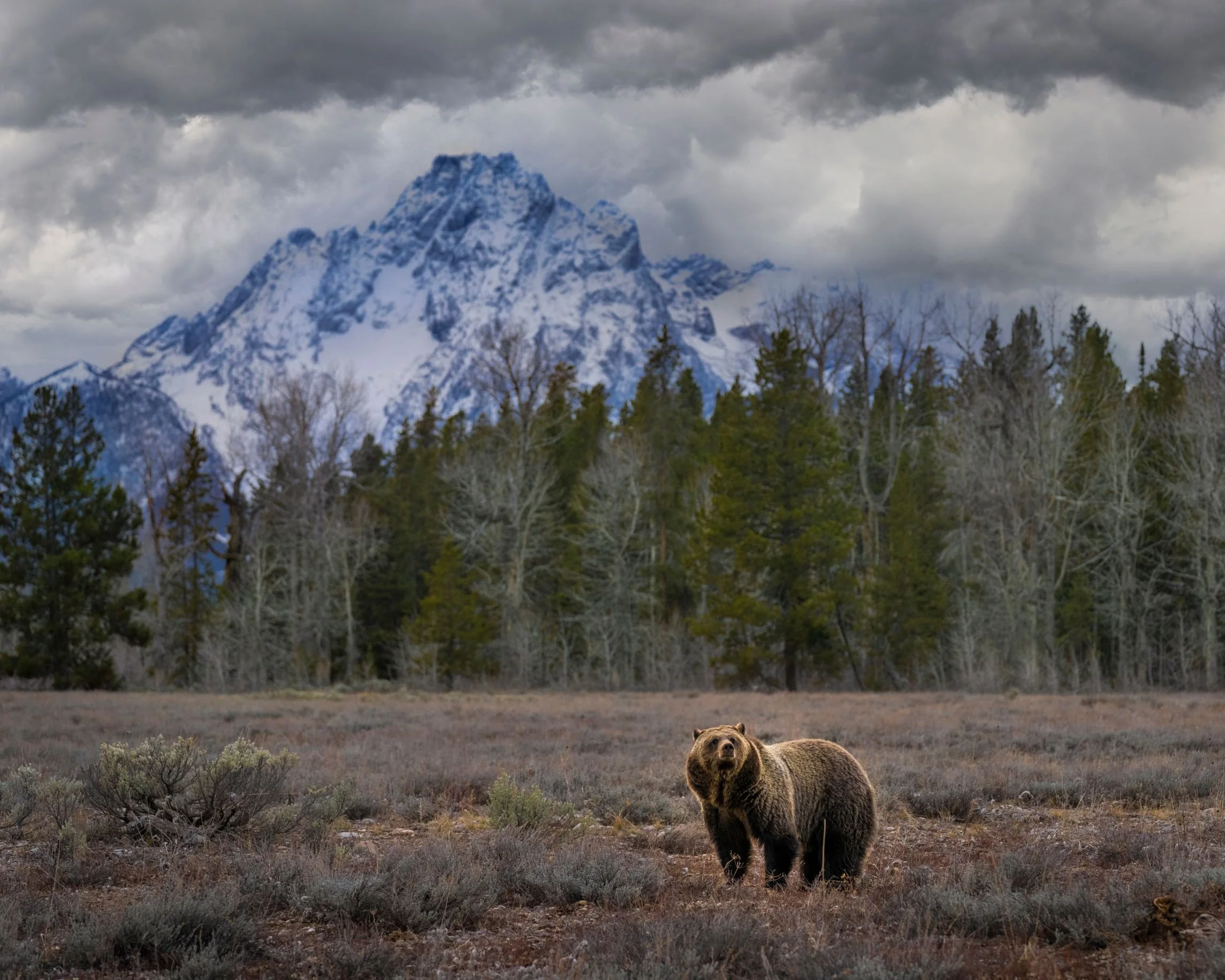 Grizzly Bear Conservation in Greater Yellowstone | Protecting Bears ...