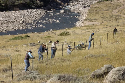 Creating 2.5 miles of wildlife-friendly fencing with the Absaroka Fence ...