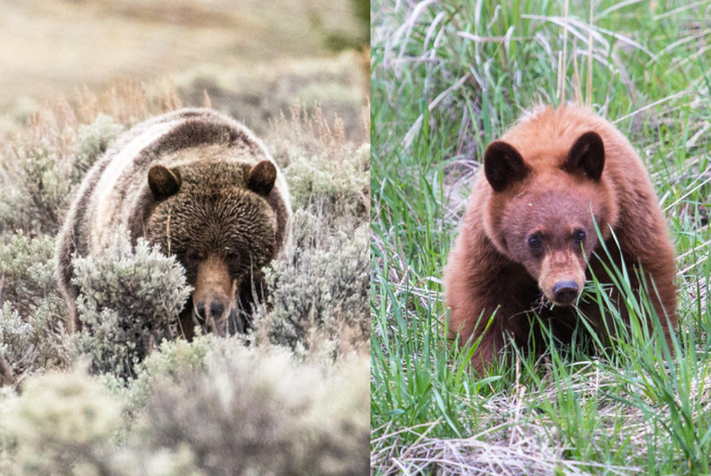 How to Tell the Difference Between a Grizzly Bear and a Black Bear ...