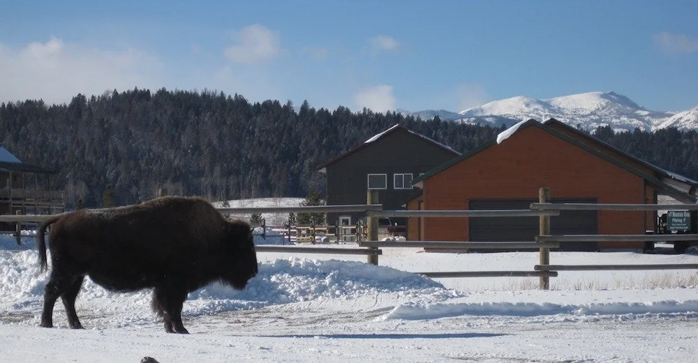 Promoting Yellowstone Bison Coexistence — Greater Yellowstone Coalition