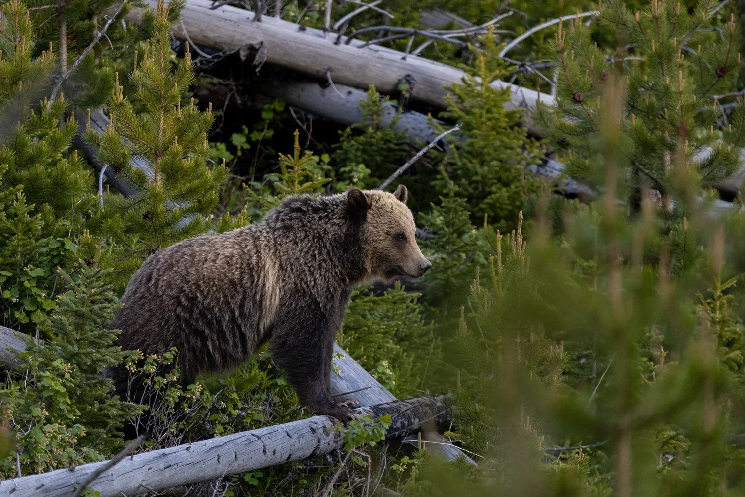 Grizzly Bear Decision Protects Bears While Providing a Path for Durable ...