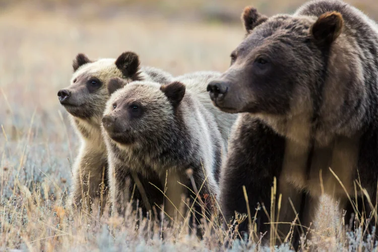 Grizzly Bear Conservation in Greater Yellowstone | Protecting Bears ...