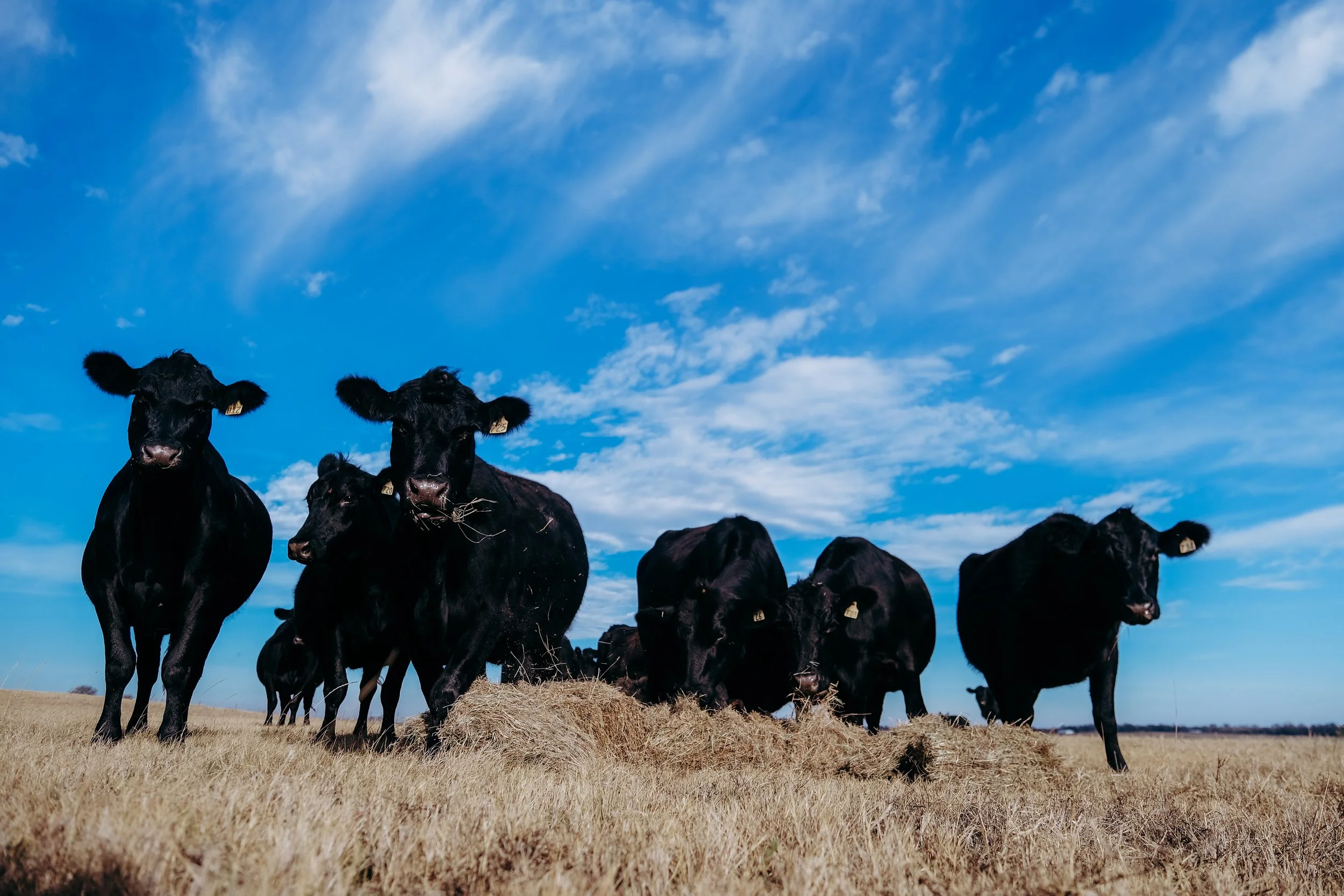 Southerland Farm | Naturally Raise Angus Beef