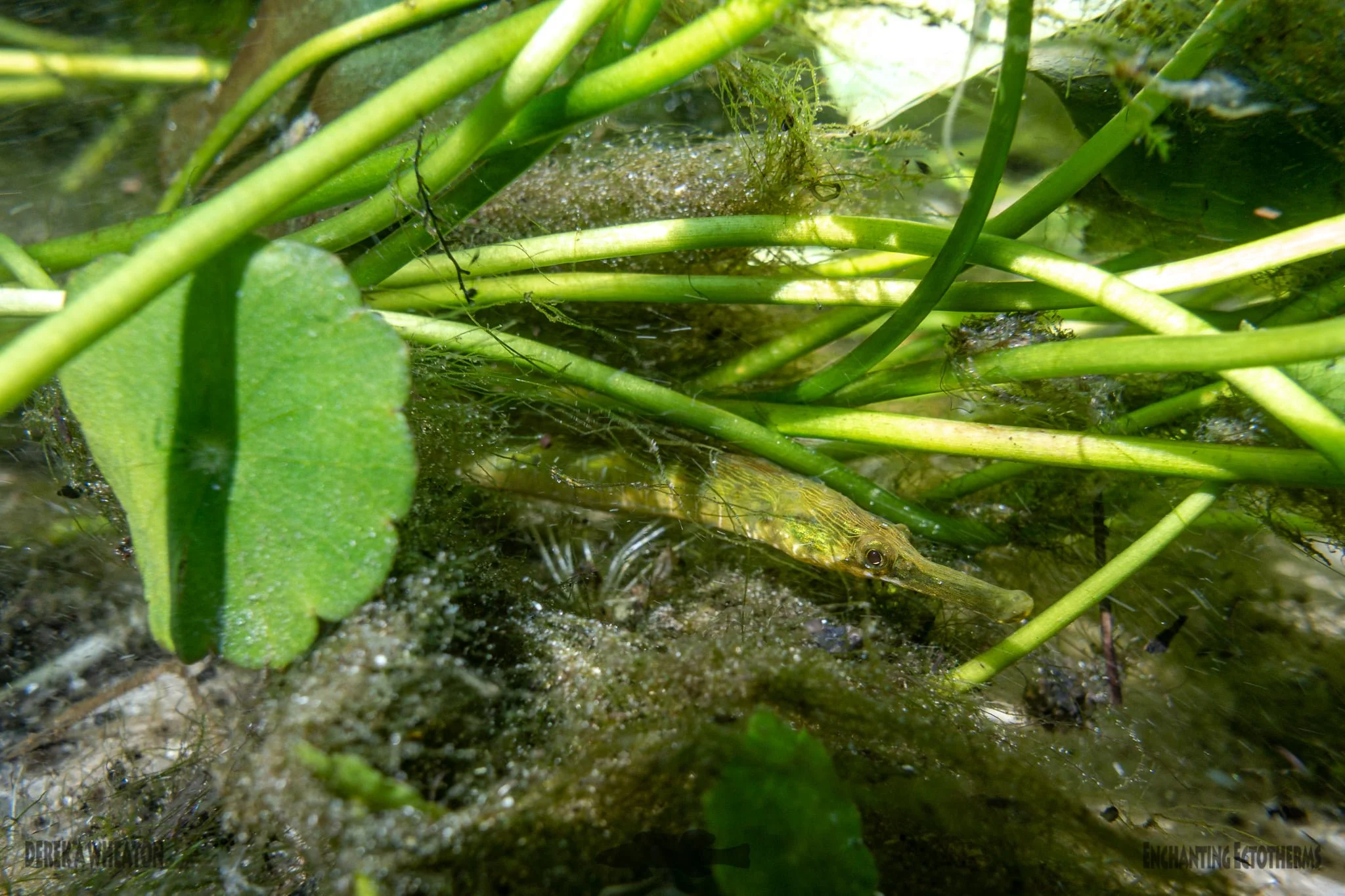 Conservation Fisheries