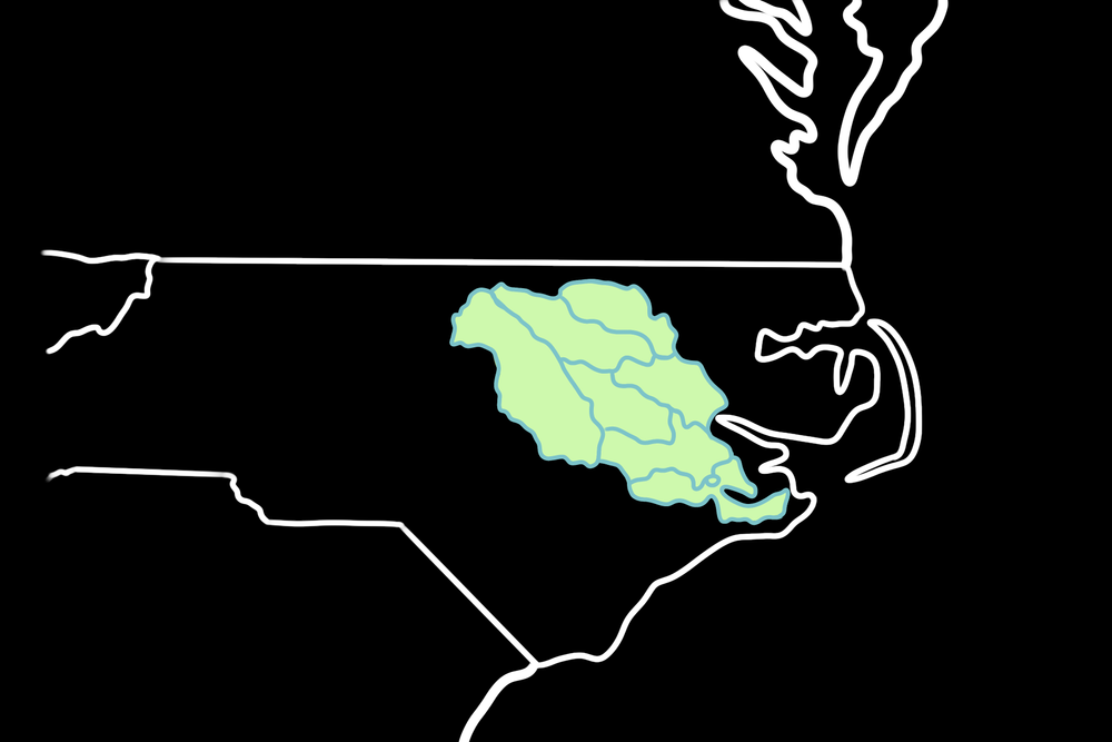 Carolina Madtom — Conservation Fisheries