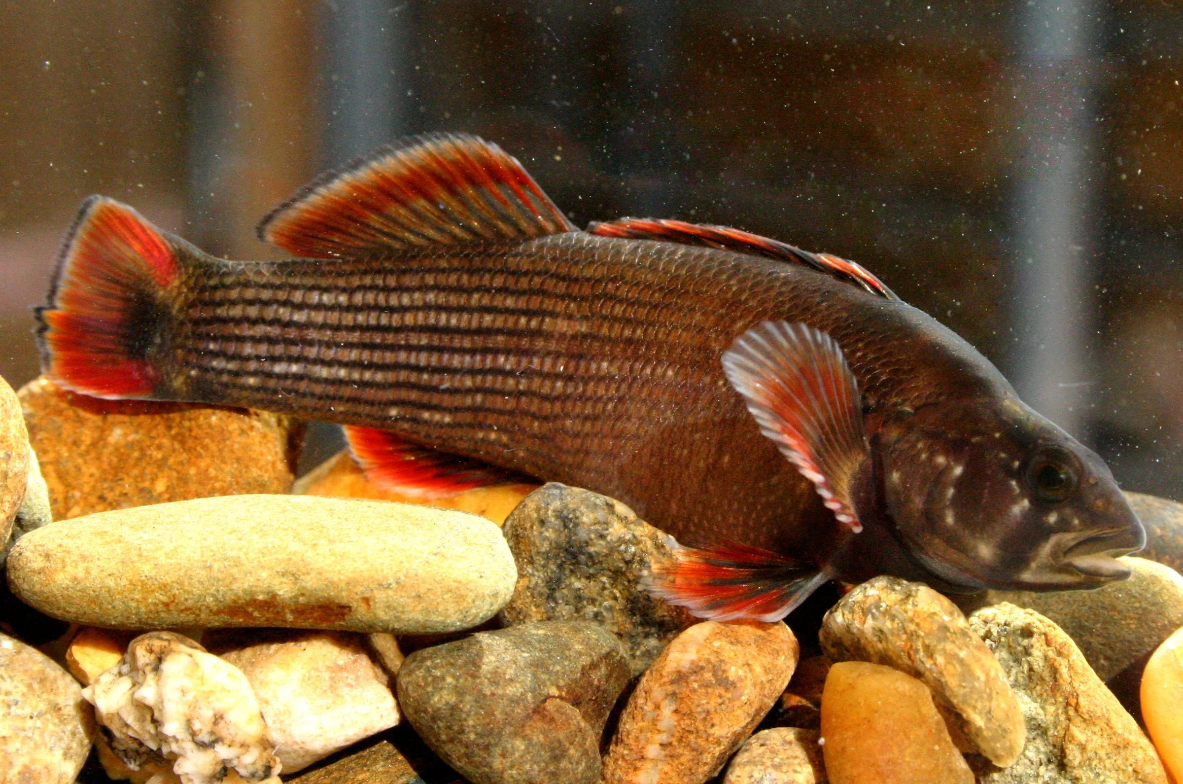 Darters — Conservation Fisheries