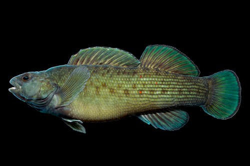 Darters — Conservation Fisheries