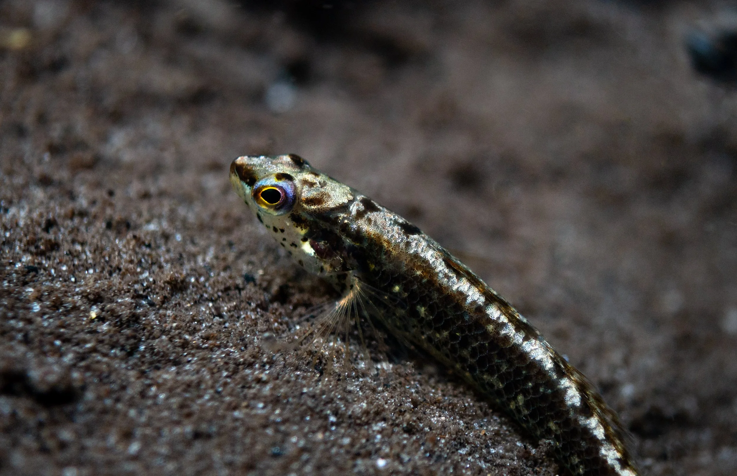 Darters — Conservation Fisheries