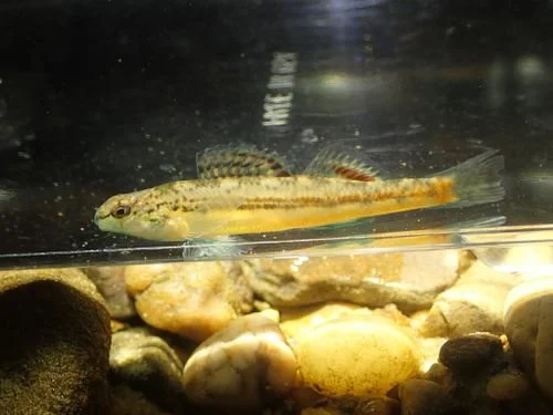 Darters — Conservation Fisheries