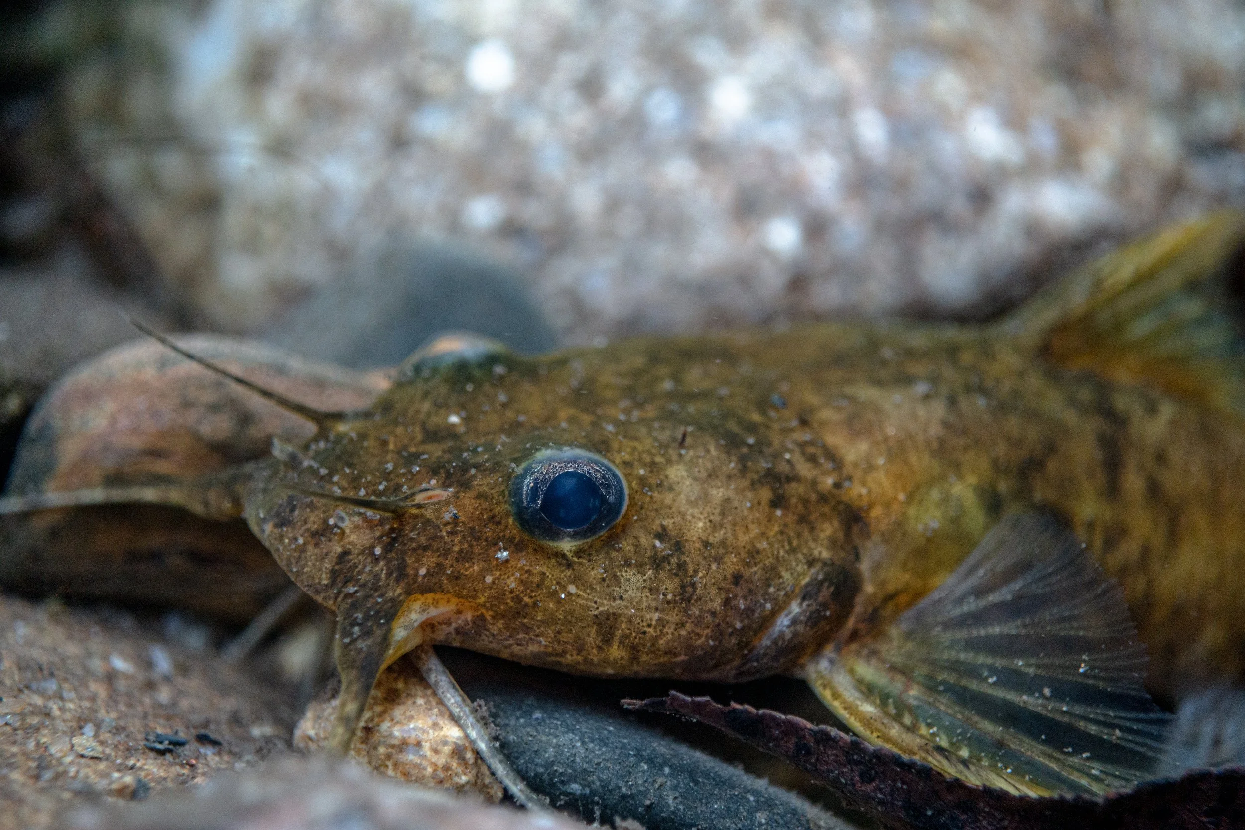 Our History — Conservation Fisheries