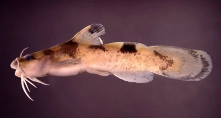 Our History — Conservation Fisheries