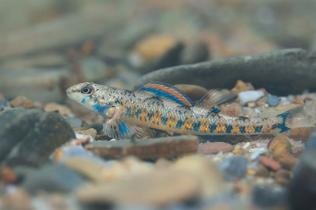 Darters — Conservation Fisheries