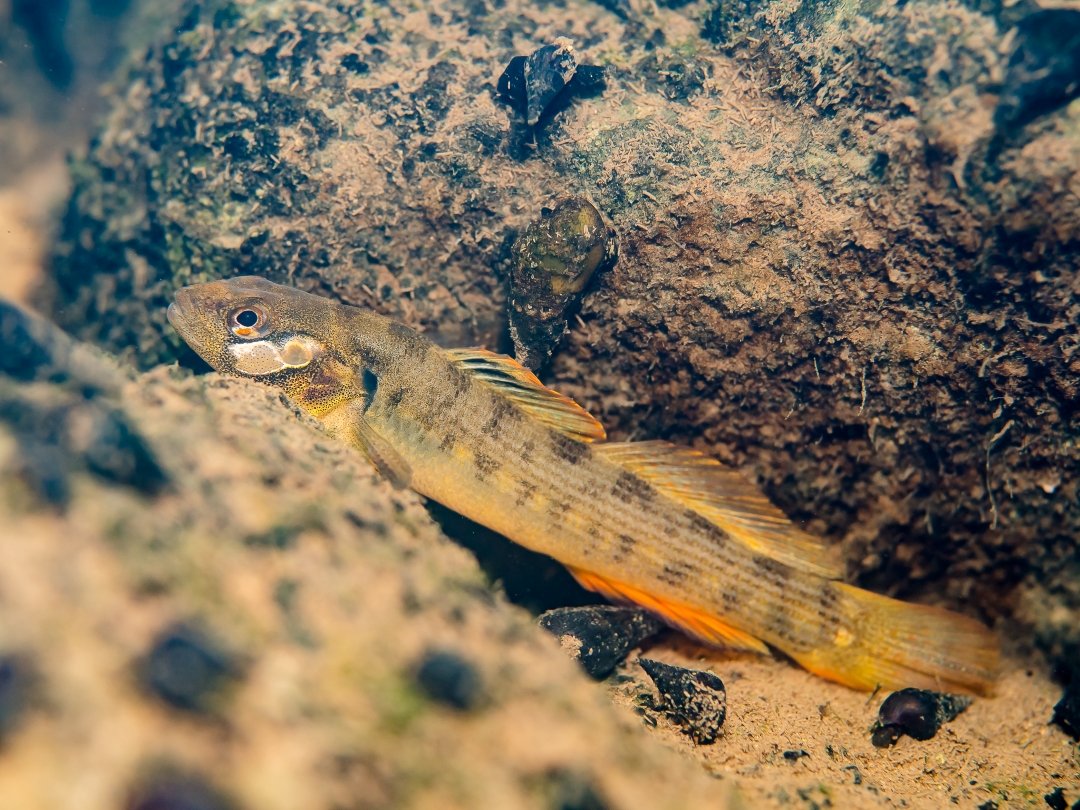 Darters — Conservation Fisheries