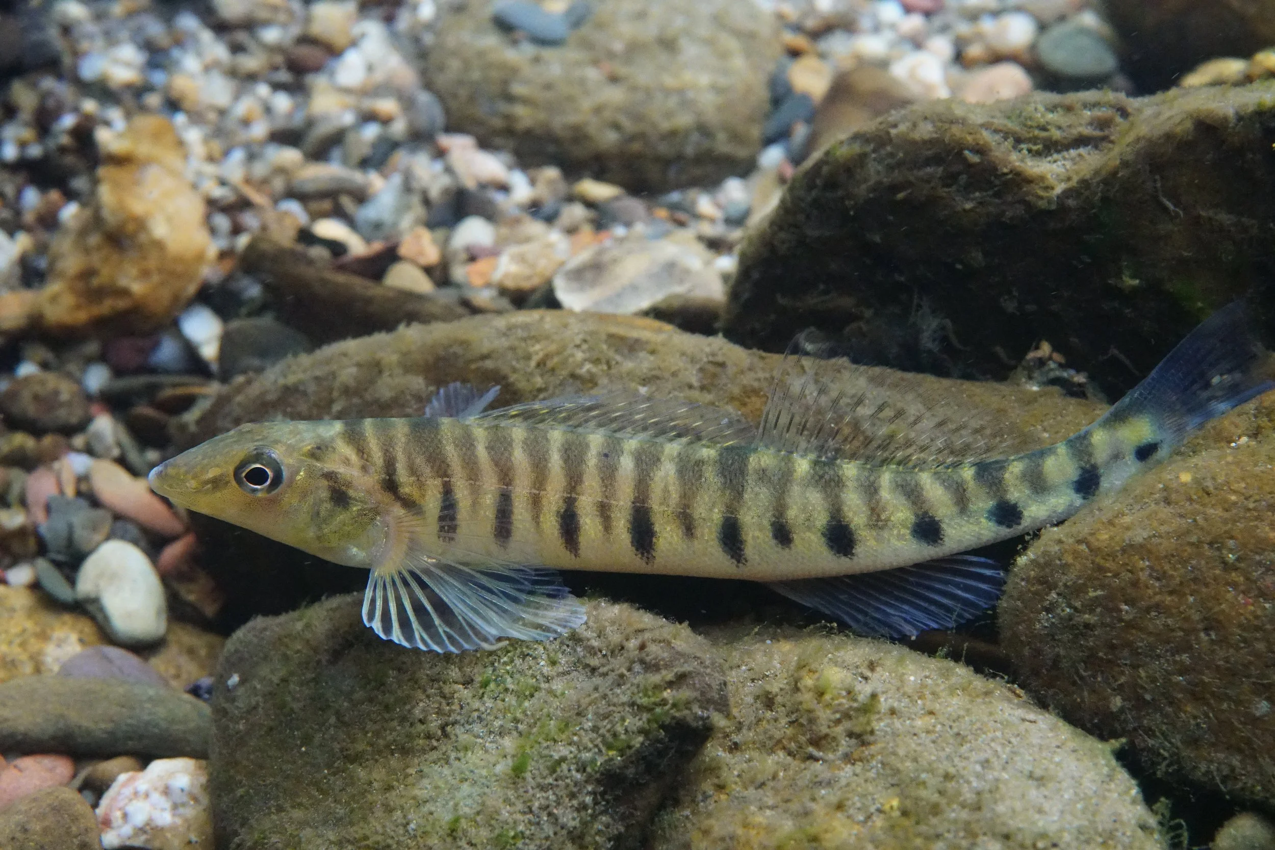 Darters — Conservation Fisheries