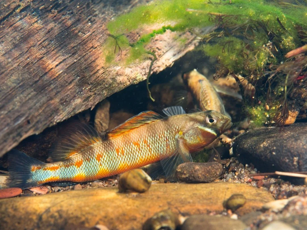 Darters — Conservation Fisheries