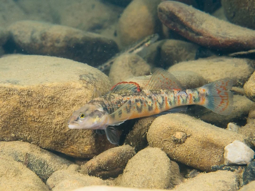 Darters — Conservation Fisheries