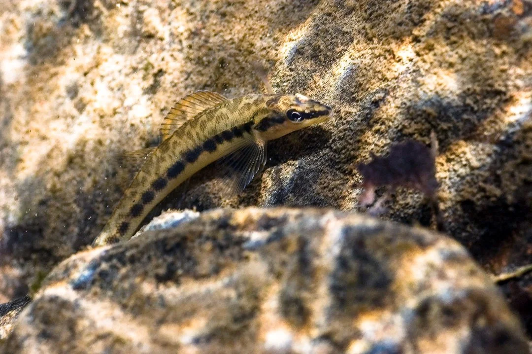 Darters — Conservation Fisheries