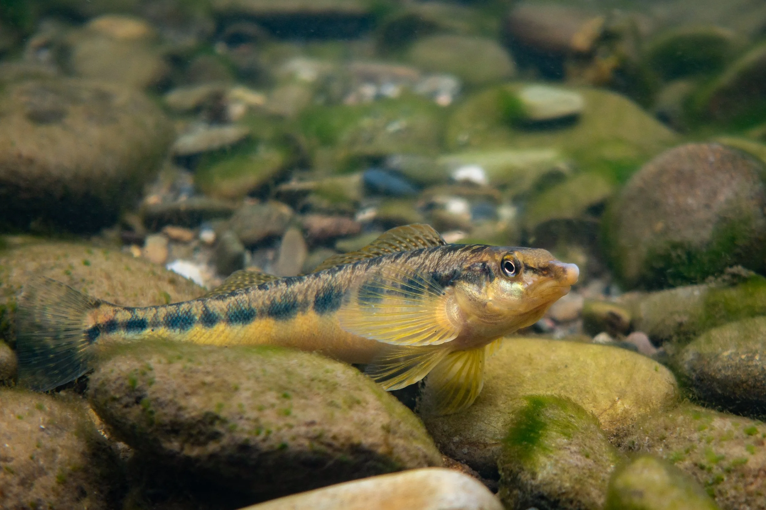 Darters — Conservation Fisheries