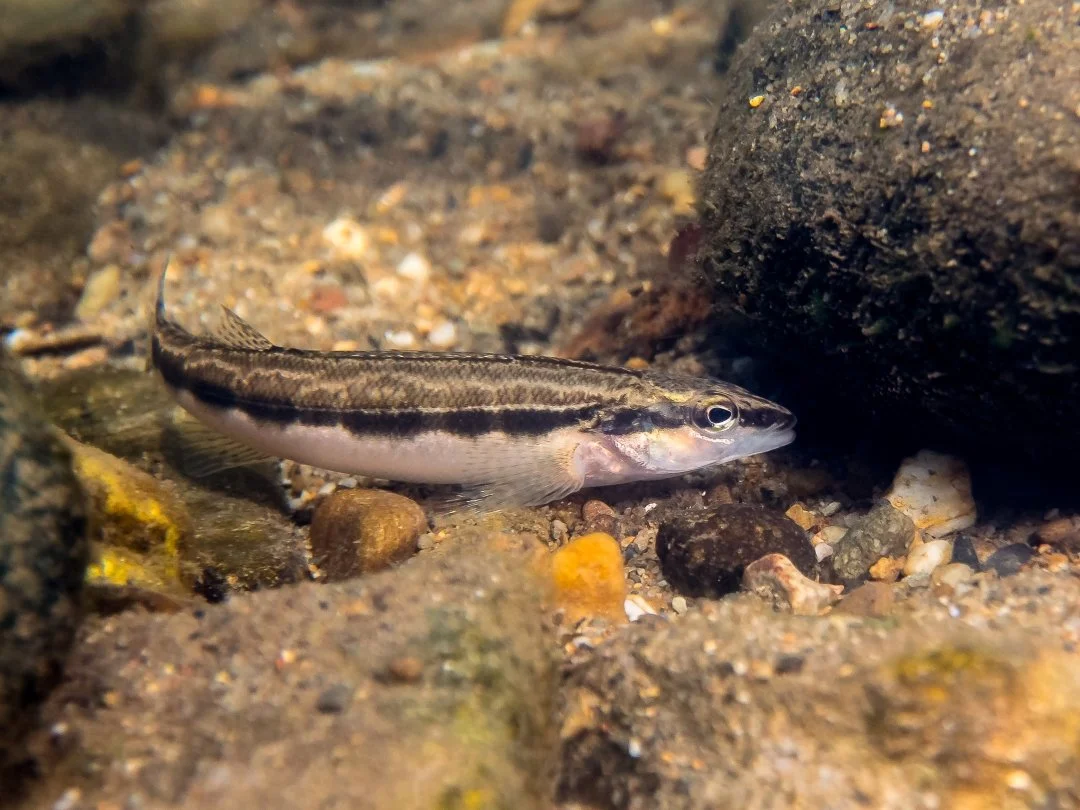 Darters — Conservation Fisheries