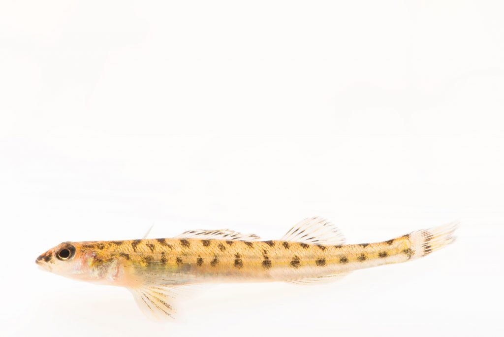 Darters — Conservation Fisheries