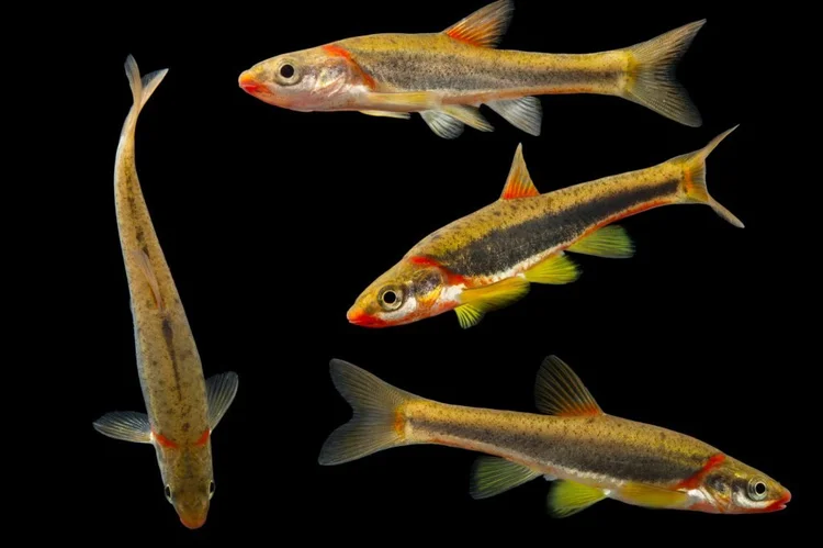 Minnows — Conservation Fisheries