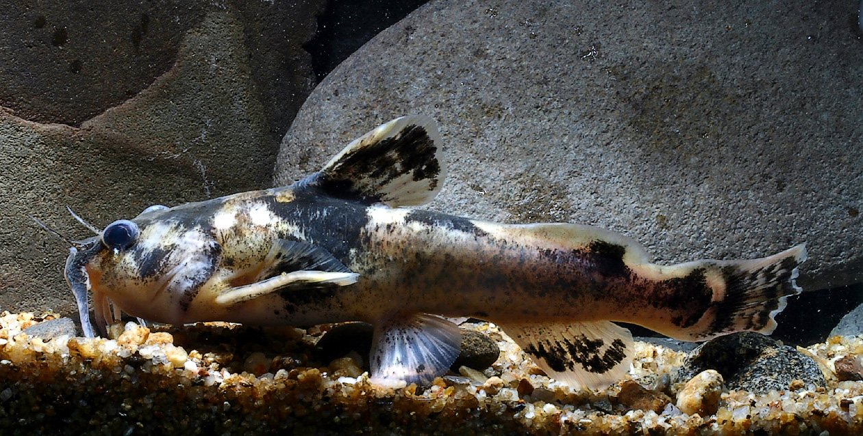 Madtoms — Conservation Fisheries