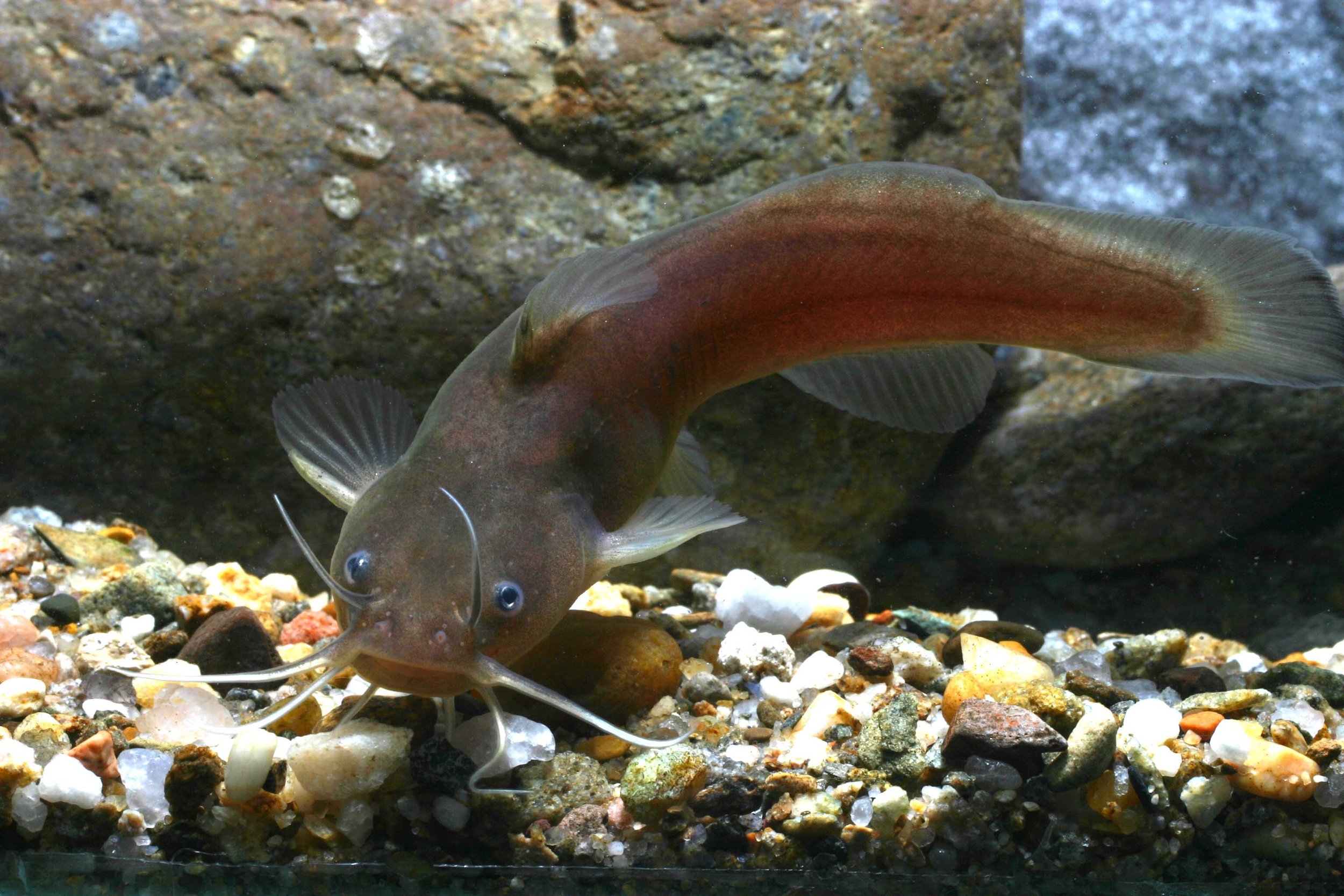 Madtoms — Conservation Fisheries