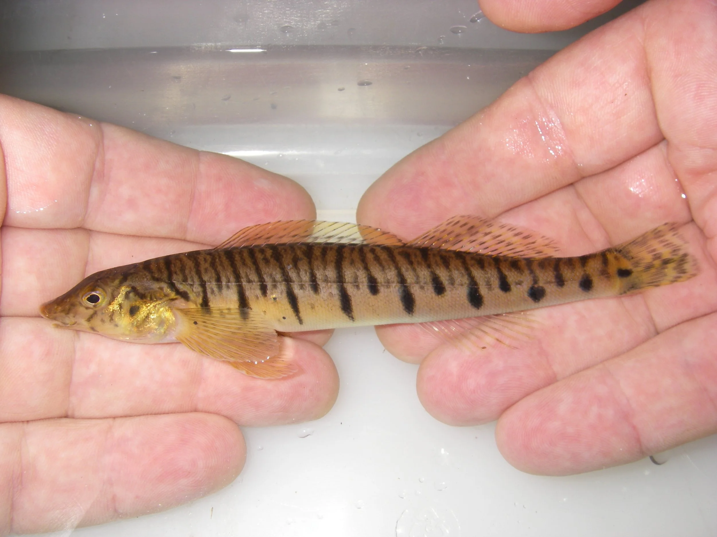 Conasauga Logperch — Conservation Fisheries
