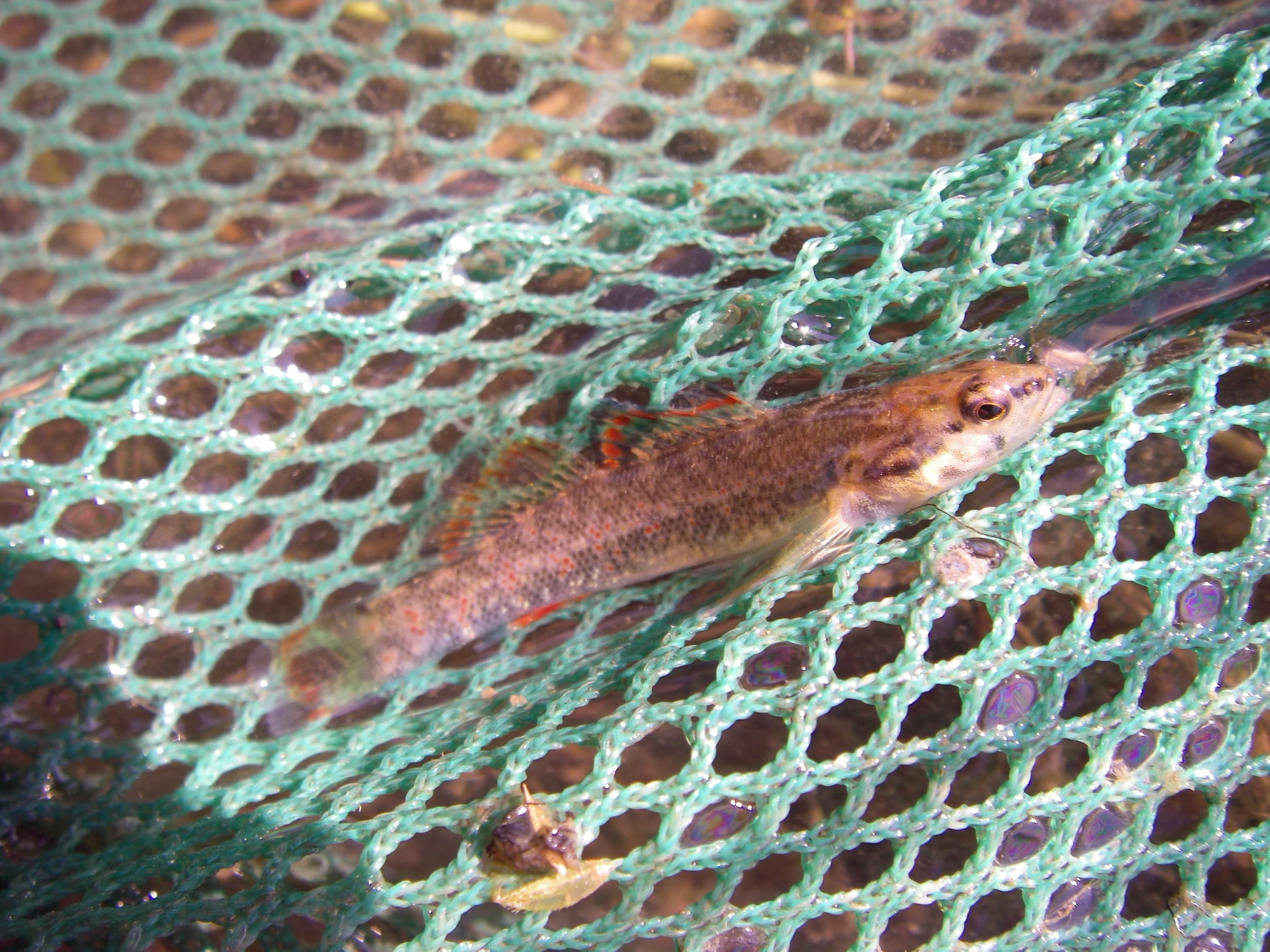 Darters — Conservation Fisheries