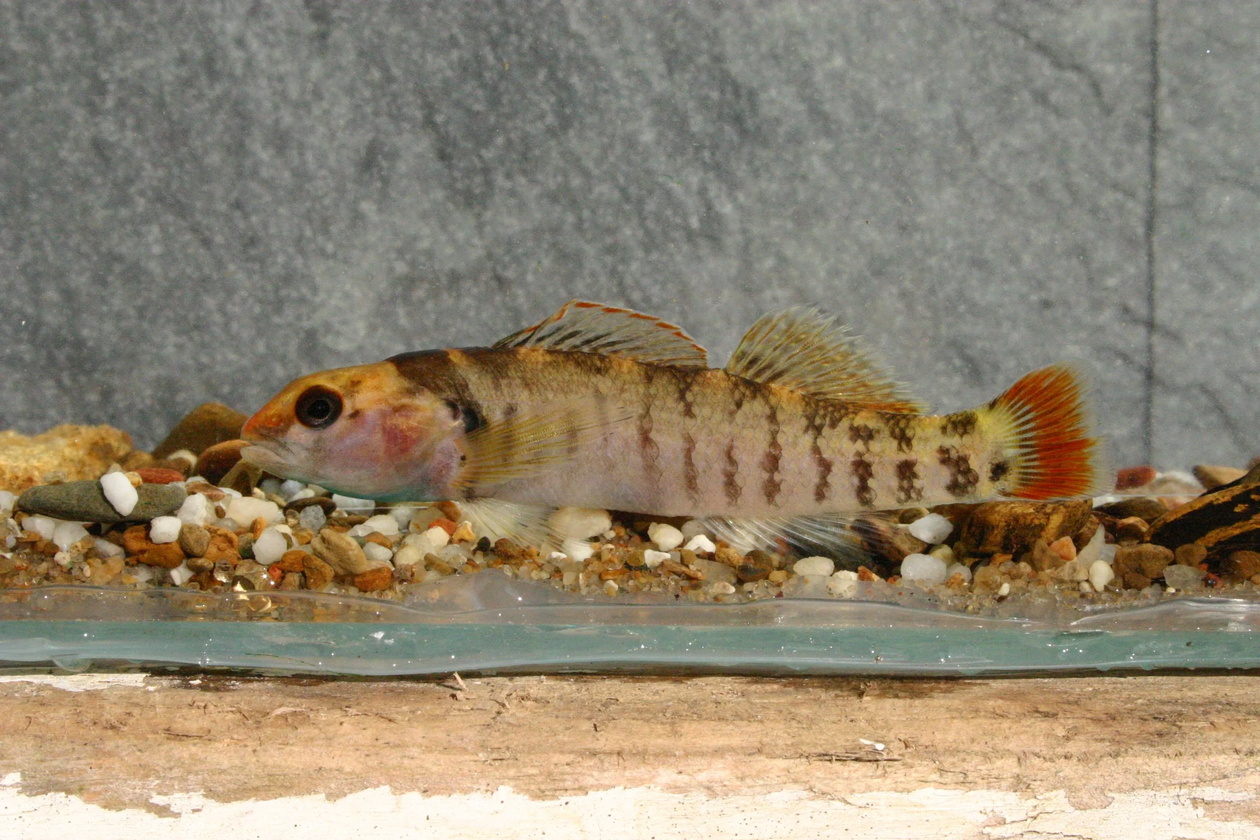 Darters — Conservation Fisheries