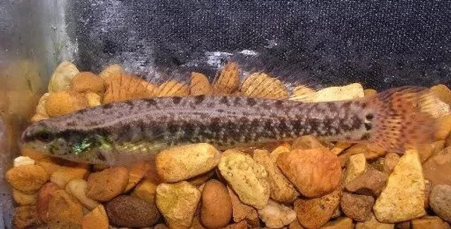 Darters — Conservation Fisheries