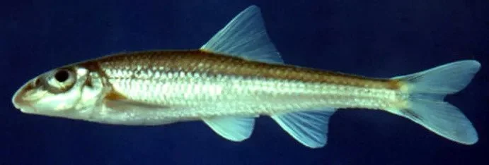 Minnows — Conservation Fisheries