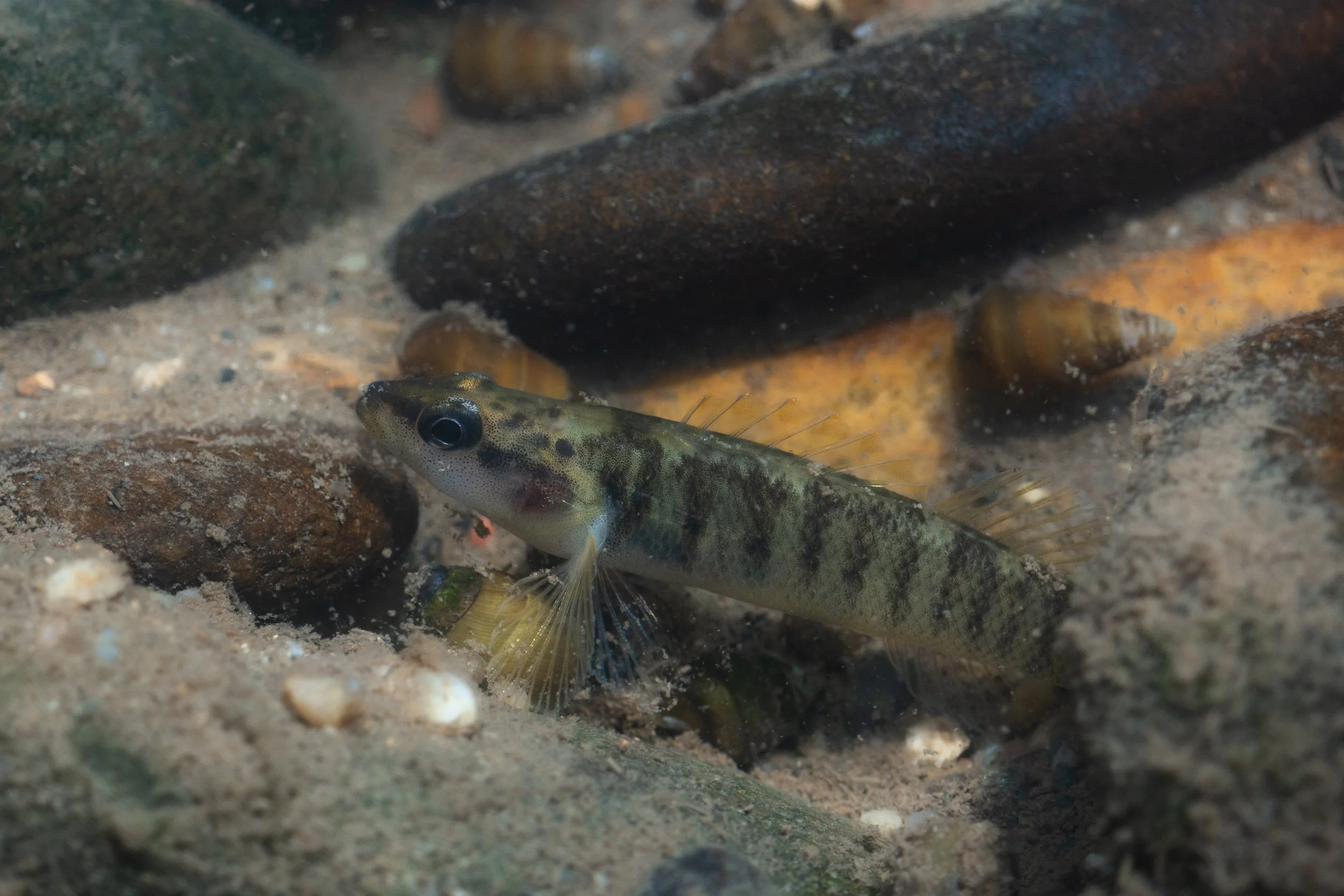 Darters — Conservation Fisheries