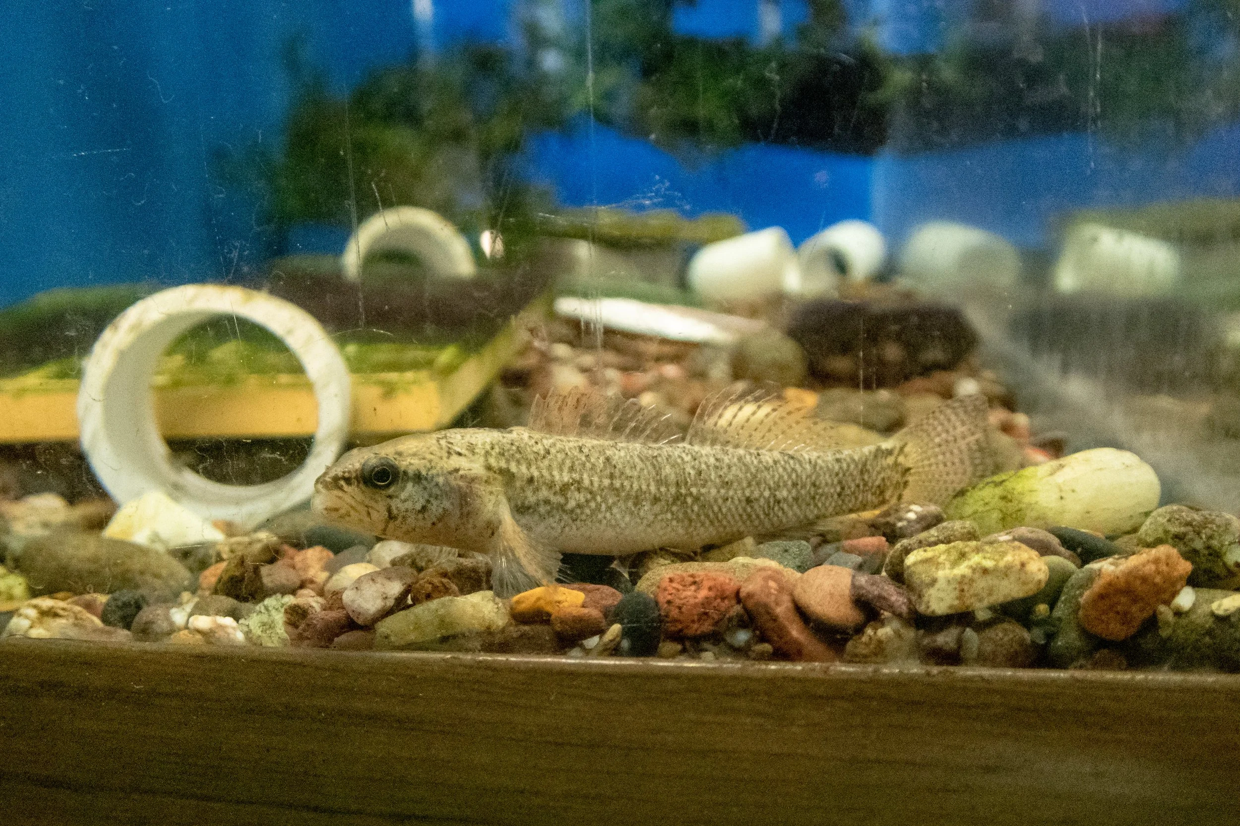 Darters — Conservation Fisheries