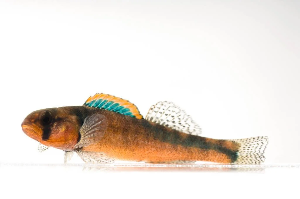 Darters — Conservation Fisheries