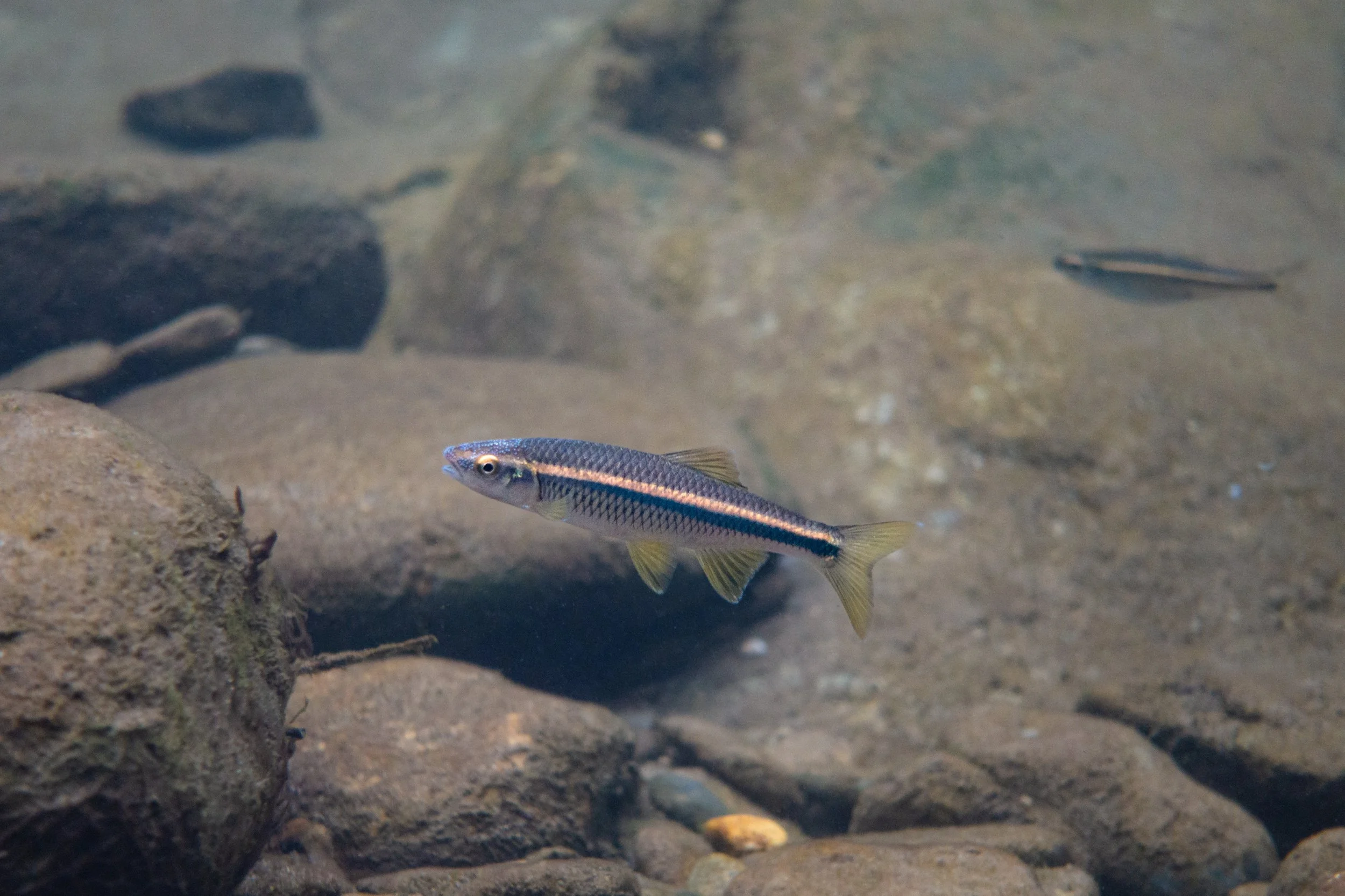 Minnows — Conservation Fisheries