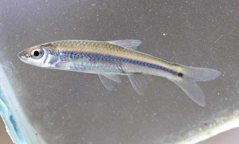 Minnows — Conservation Fisheries