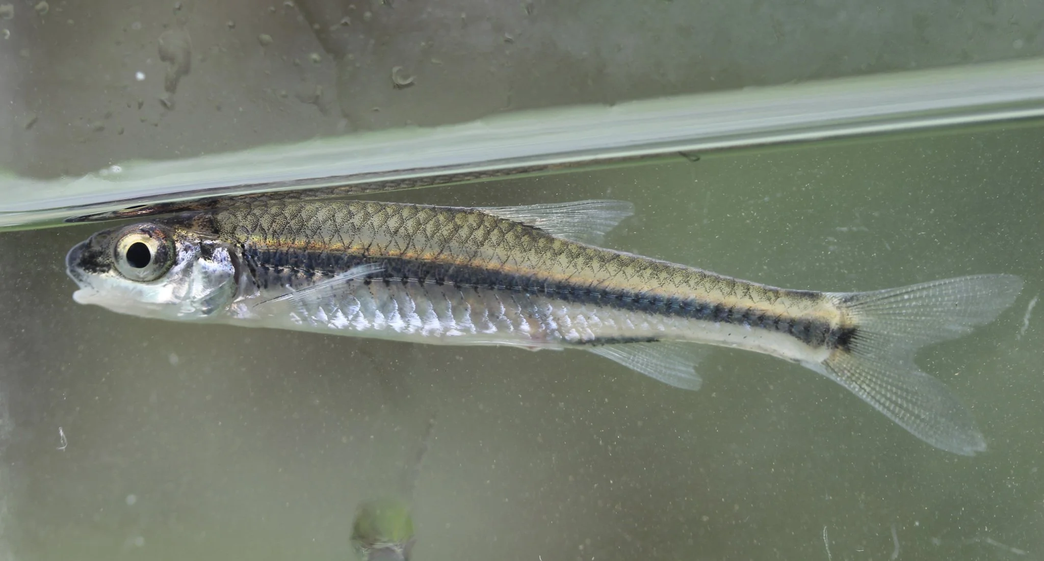 Minnows — Conservation Fisheries
