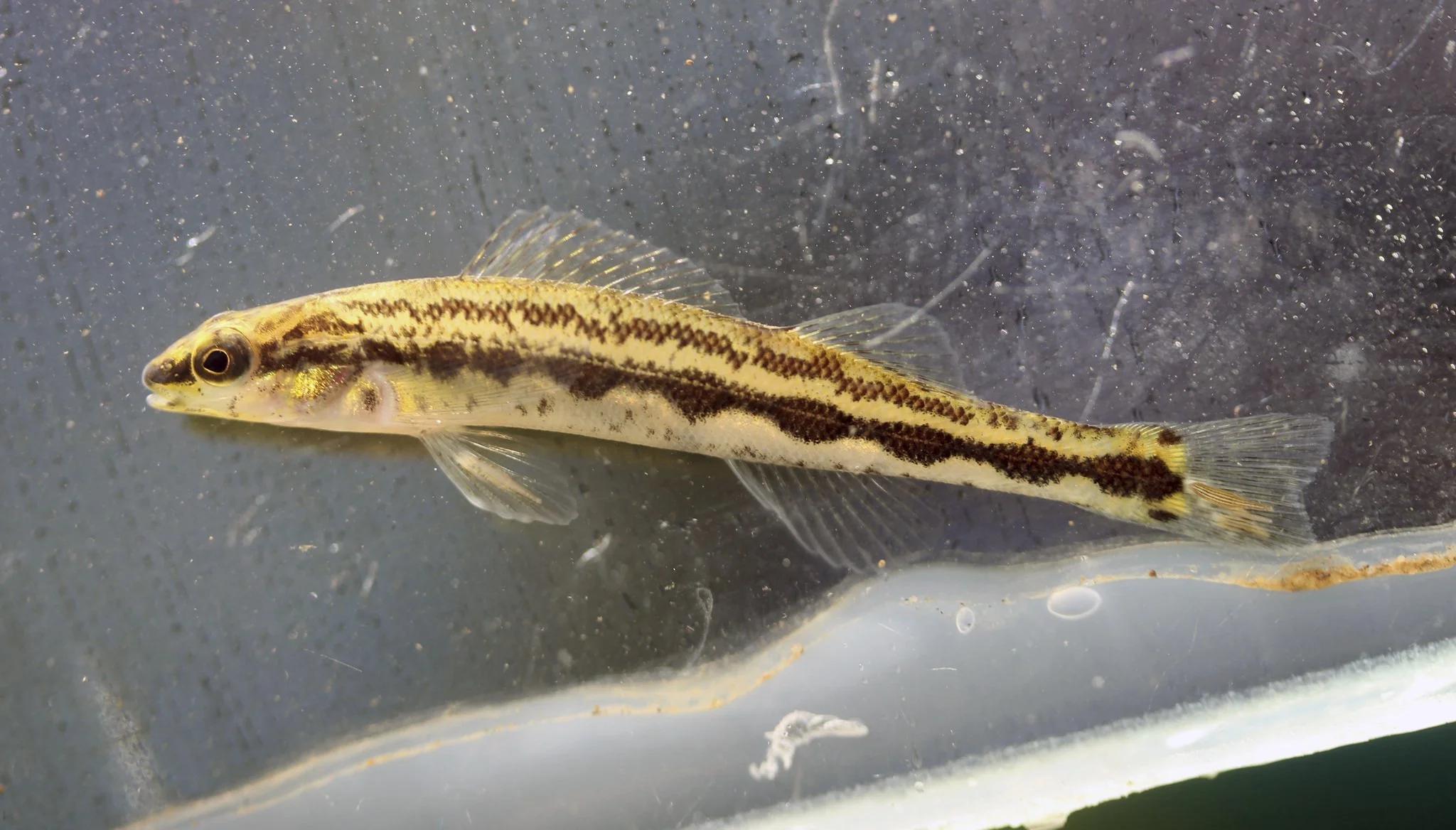 Goldline Darter — Conservation Fisheries