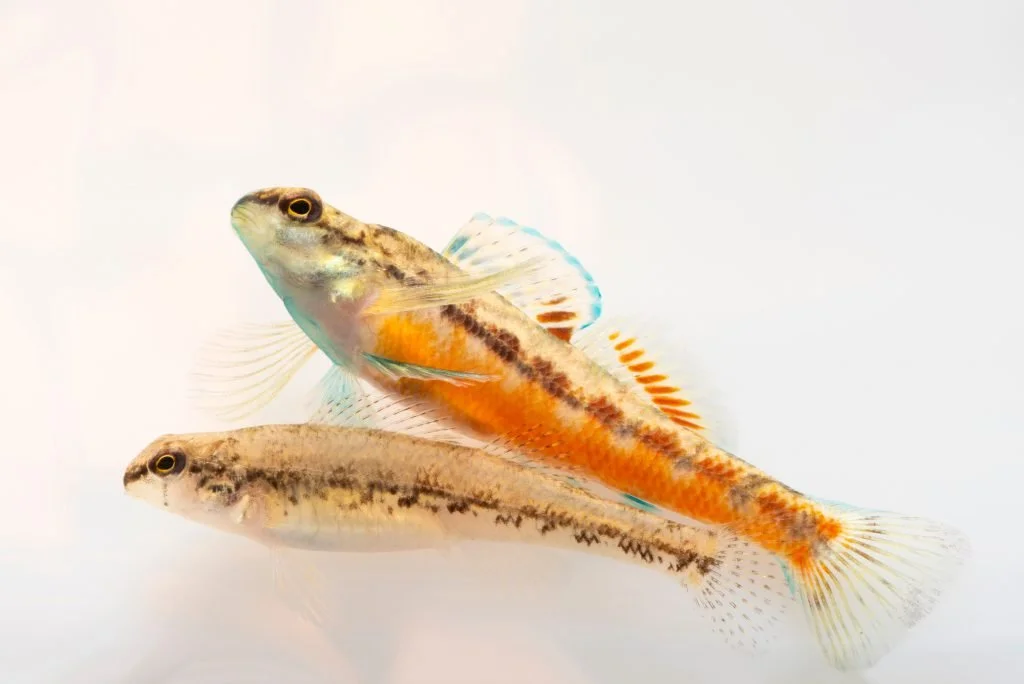 Darters — Conservation Fisheries